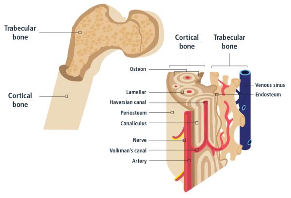 Bone biology | International Osteoporosis Foundation